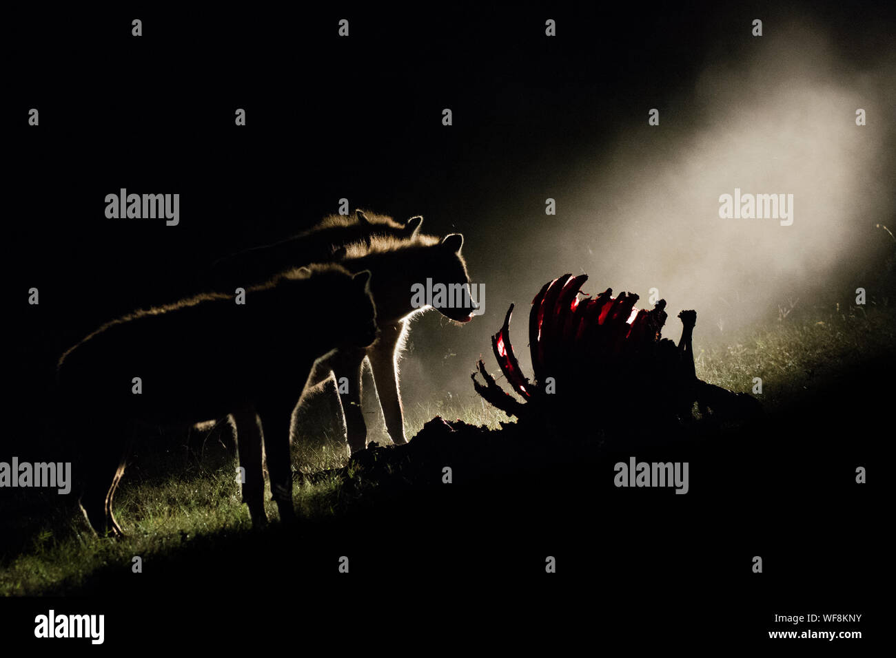 Hyenas hunting at night hi-res stock photography and images - Alamy