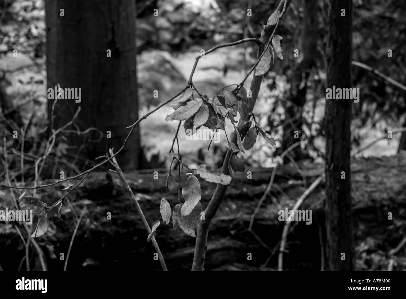 Dried trees hi-res stock photography and images - Alamy