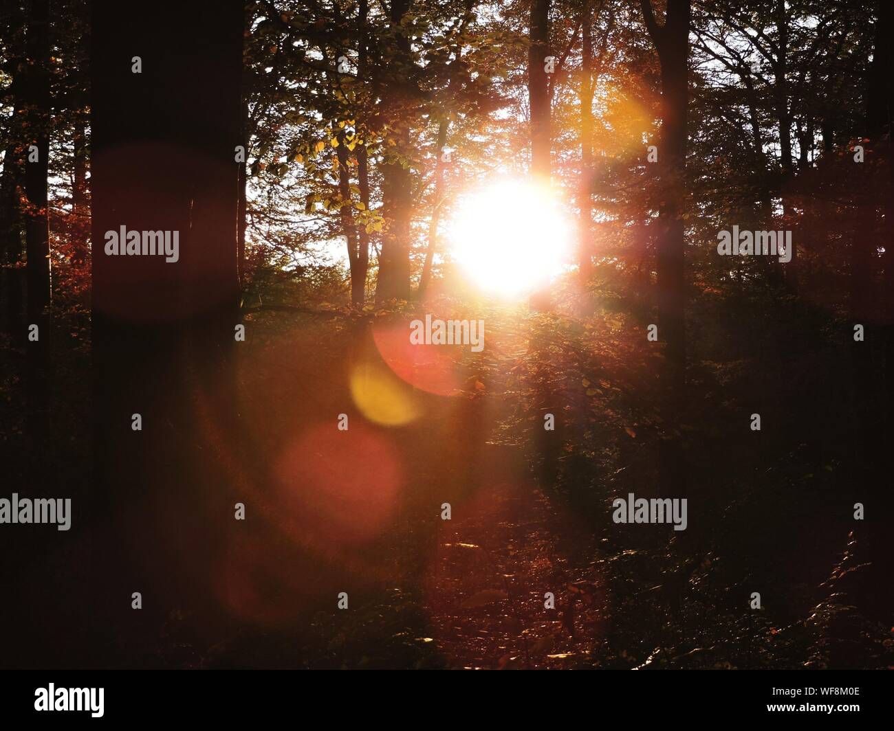 Beaming hi-res stock photography and images - Alamy