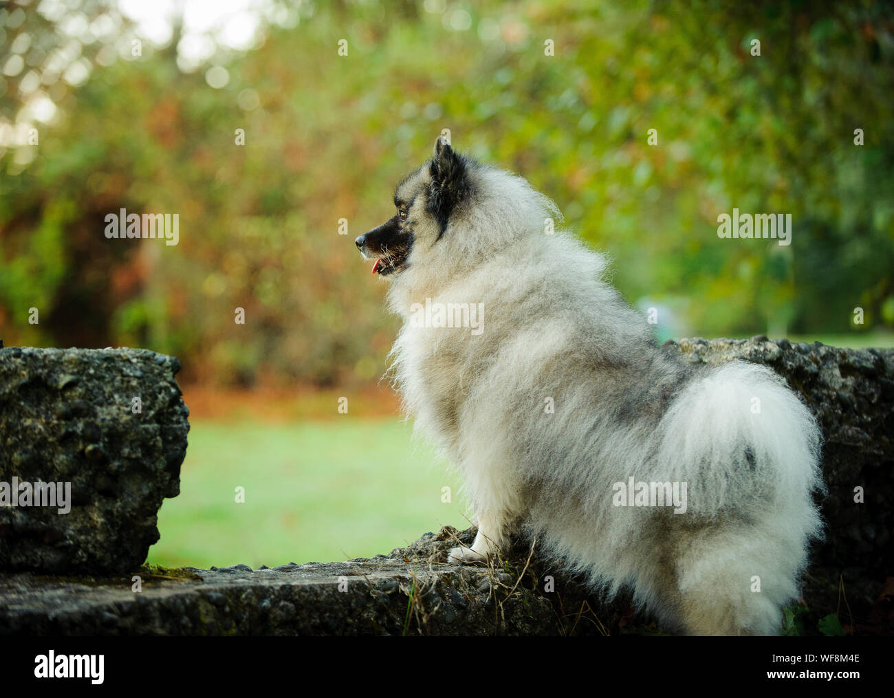 Side view dog hi-res stock photography and images - Alamy