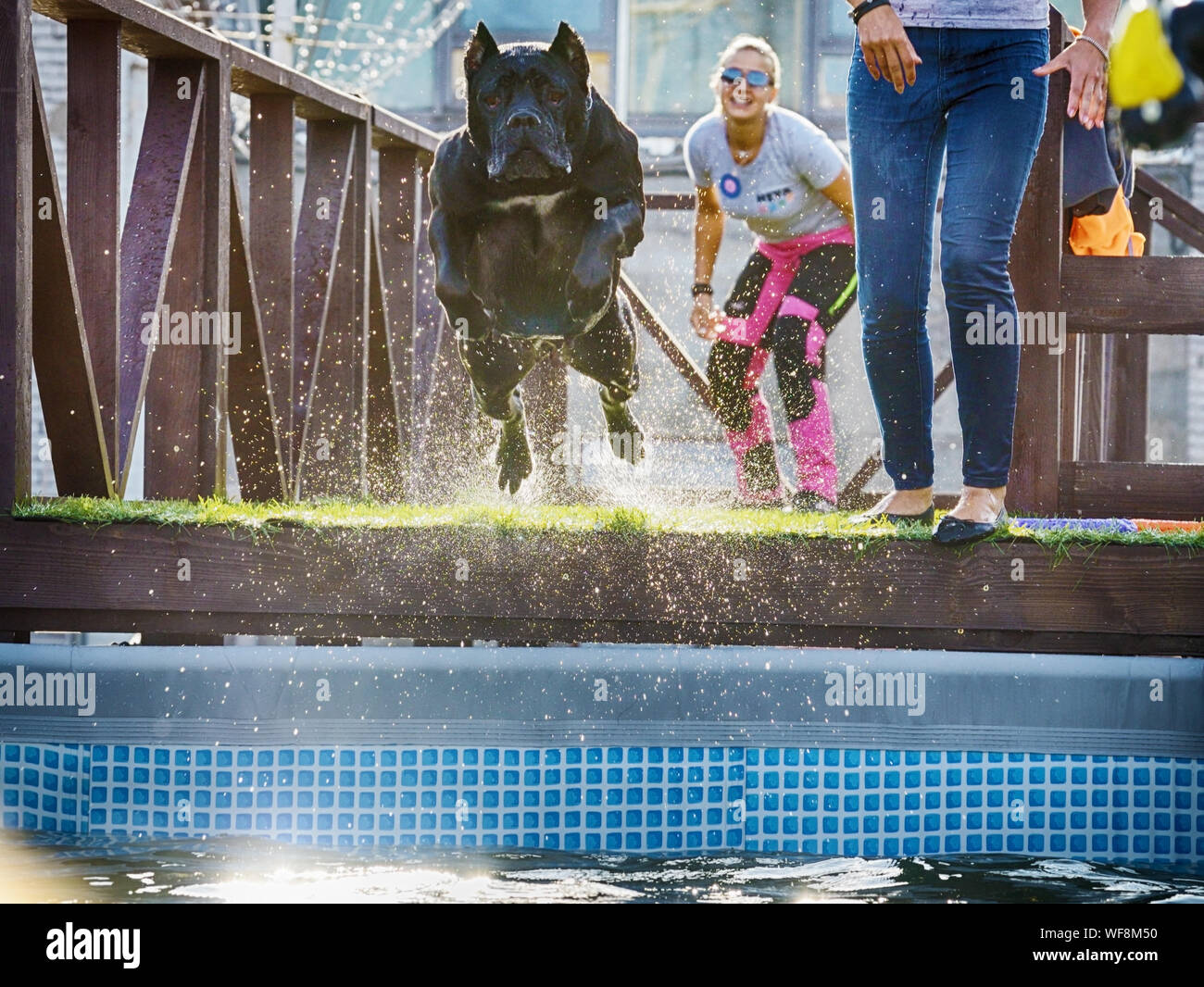 Saint-Petersburg.Russia.August 25.2019.The dog jumps into the pool of ...