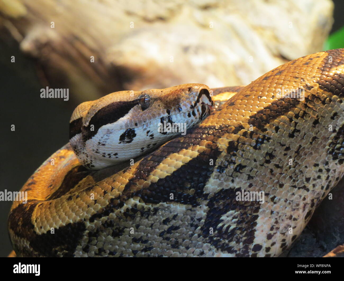 Rolled snake hi-res stock photography and images - Alamy