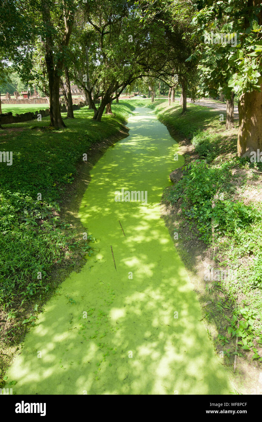 Tree Algae High Resolution Stock Photography and Images - Alamy