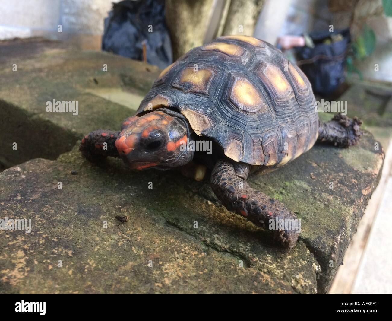 Brazil tortoise hi-res stock photography and images - Alamy