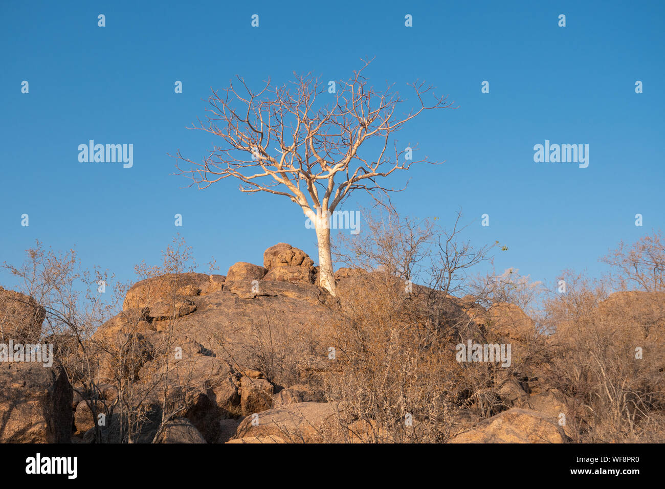White, Leafless Large Leaved Star Chestnut Tree Growing on Rocks in ...