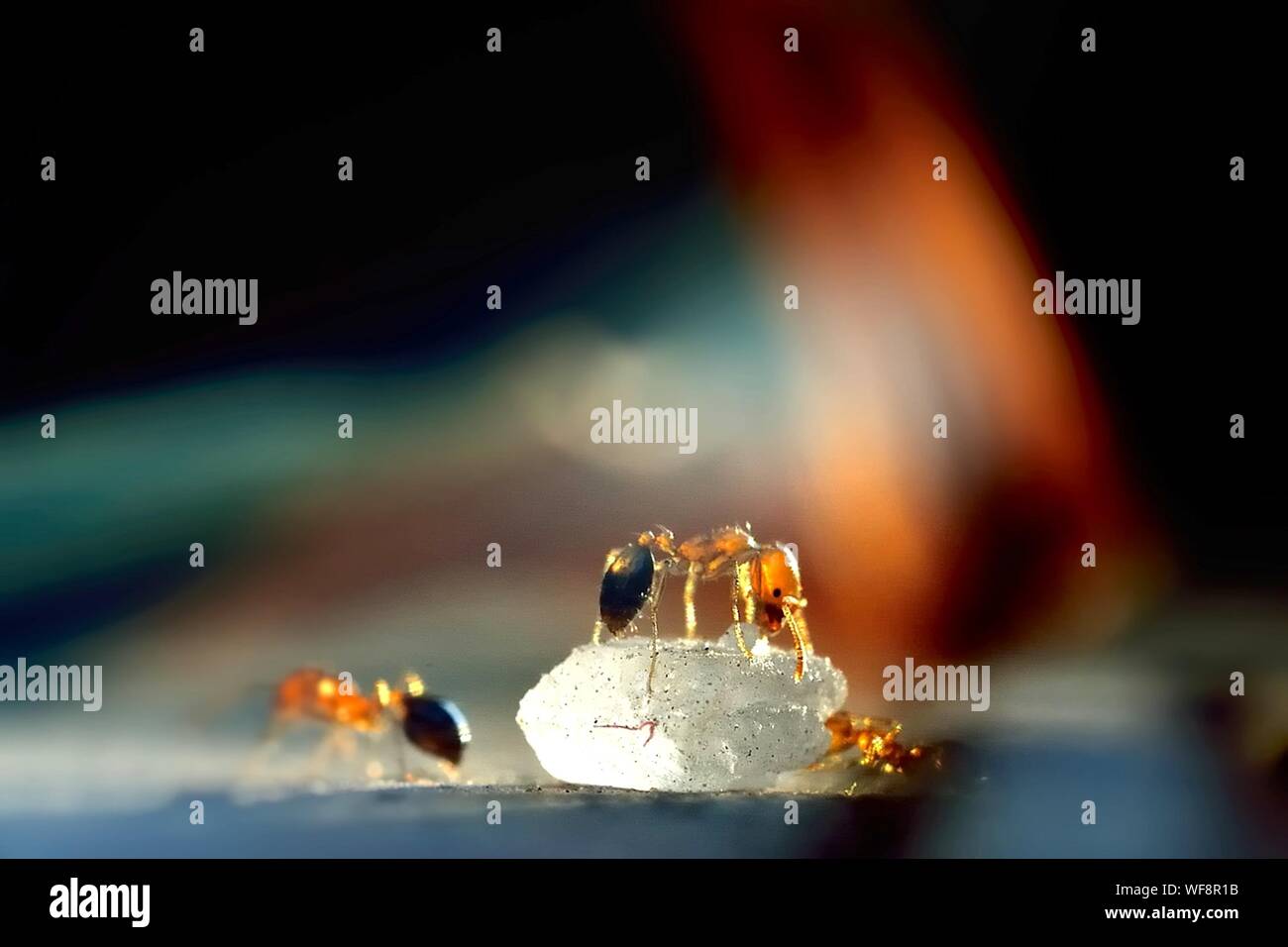 Ants with food hi-res stock photography and images - Alamy