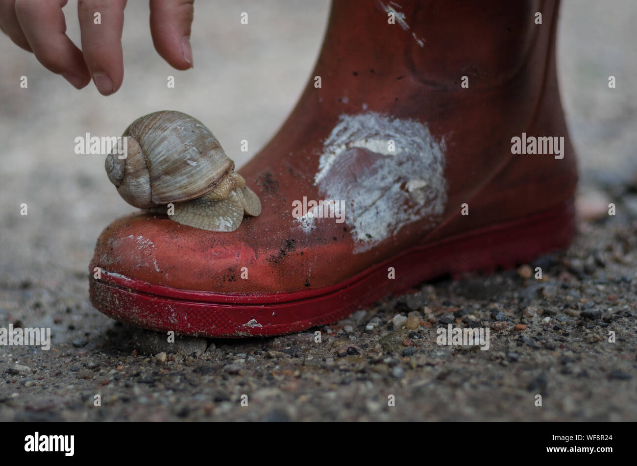 Child snail hi-res stock photography and images - Alamy