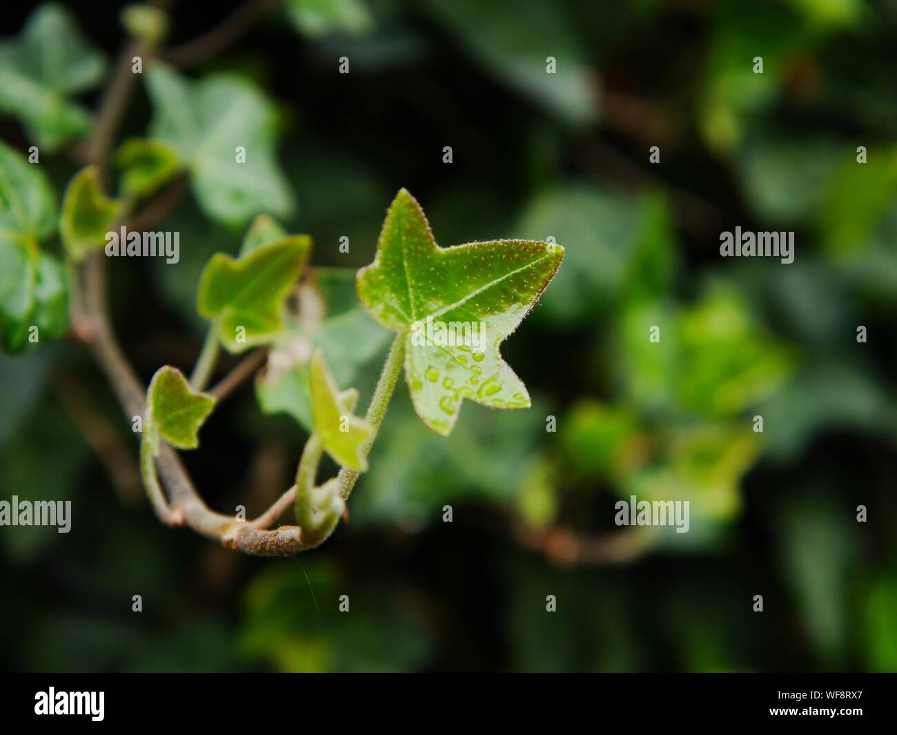 Vine leaf hi-res stock photography and images - Alamy