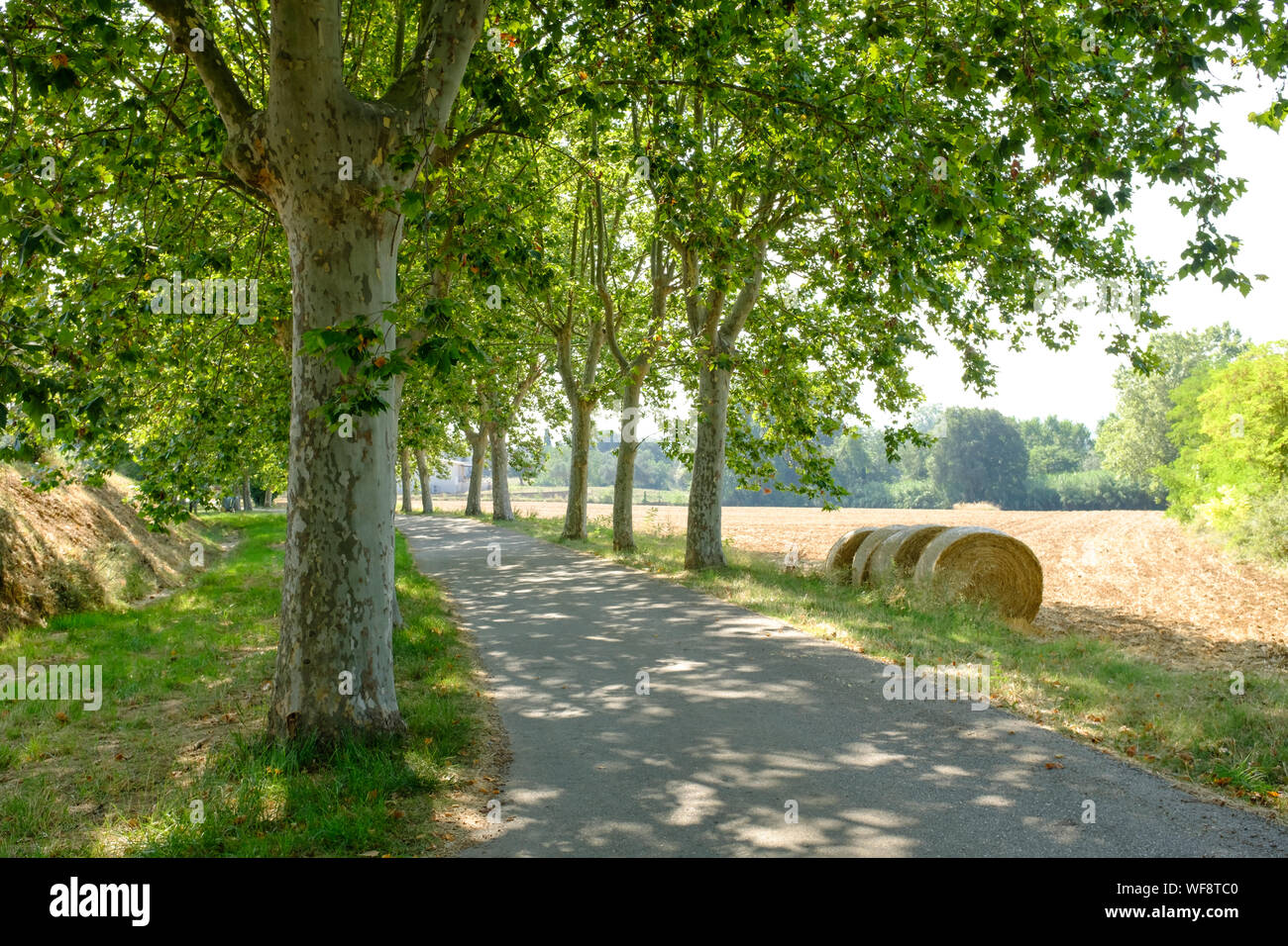 Rural countryside path with trees on the edges and straw wheels on a ...