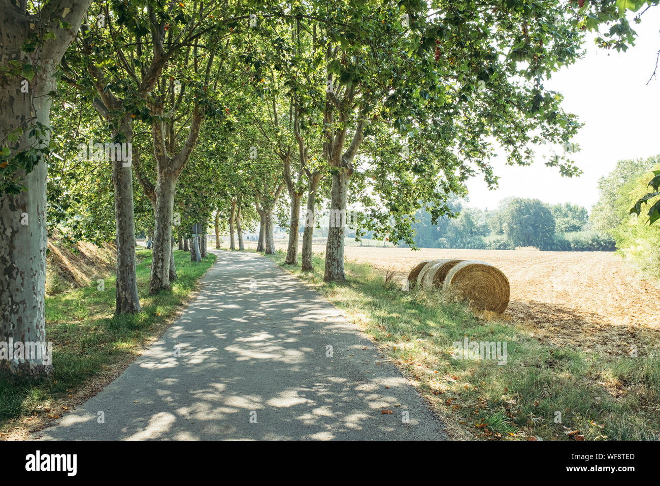 Rural countryside path with trees on the edges and straw wheels on a ...