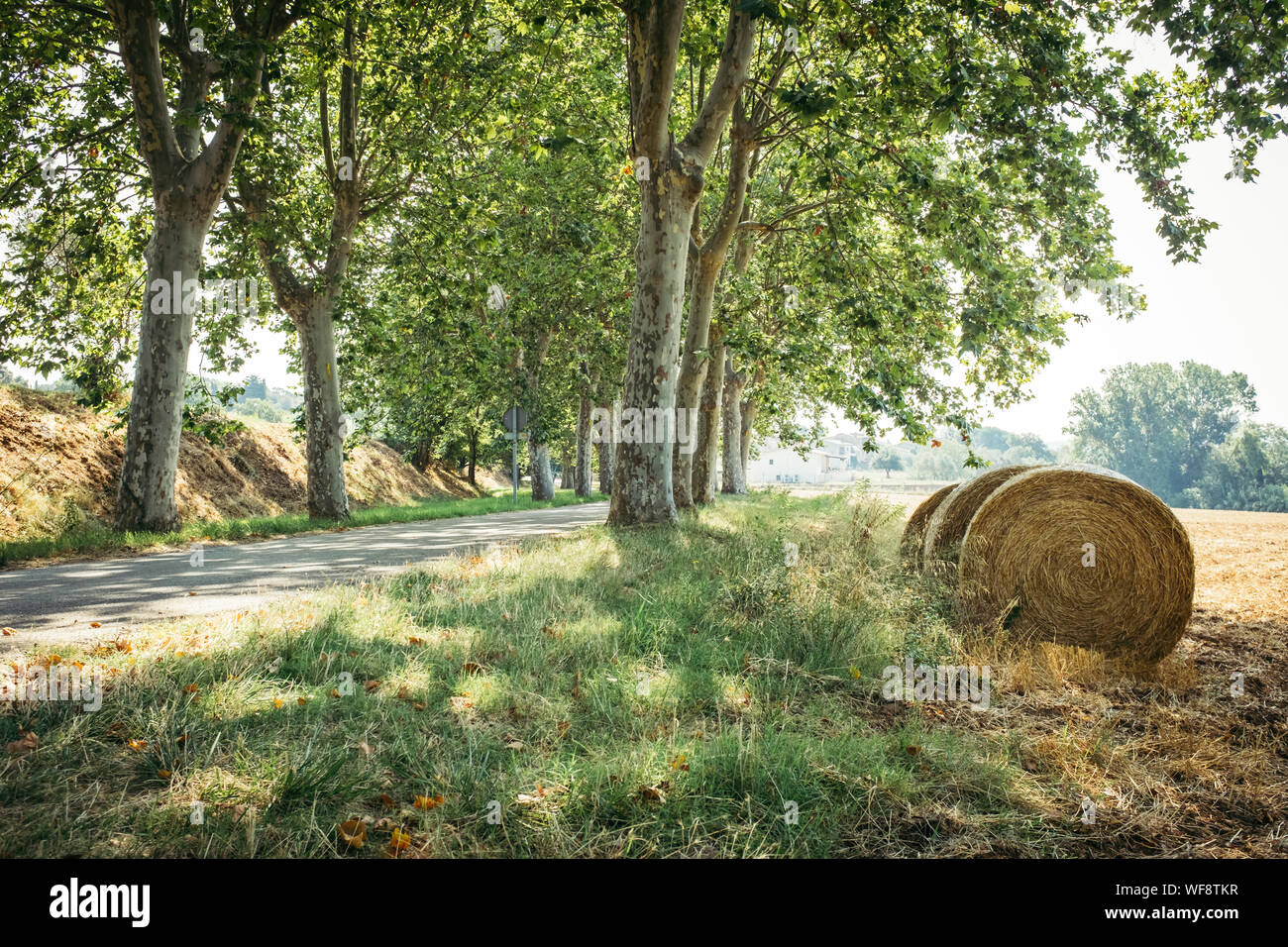 Rural countryside path with trees on the edges and straw wheels on a ...