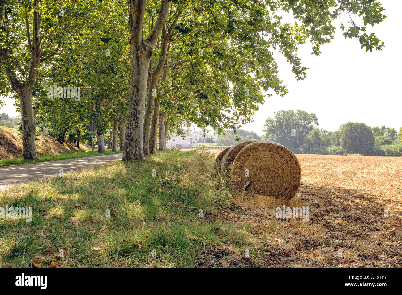 Rural countryside path with trees on the edges and straw wheels on a ...
