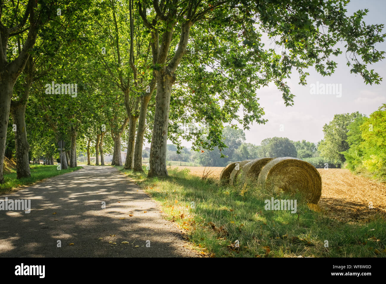 Rural countryside path with trees on the edges and straw wheels on a ...