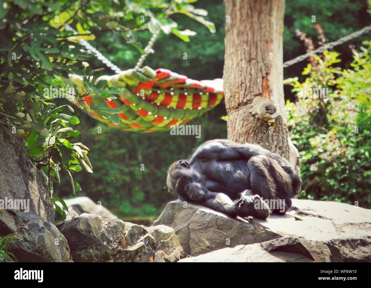 Chimpanzee lying hi-res stock photography and images - Alamy