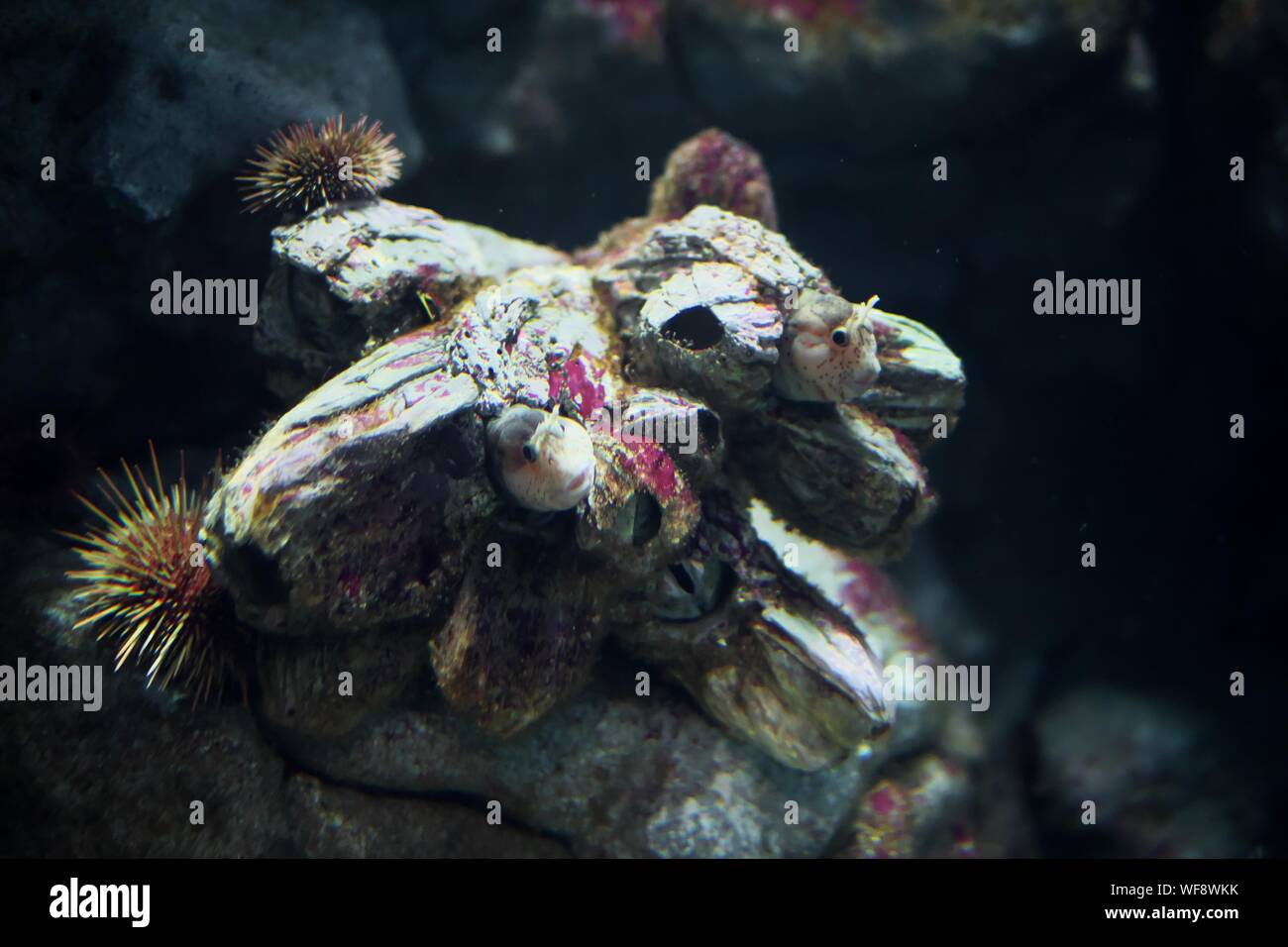 Stonefish hi-res stock photography and images - Alamy