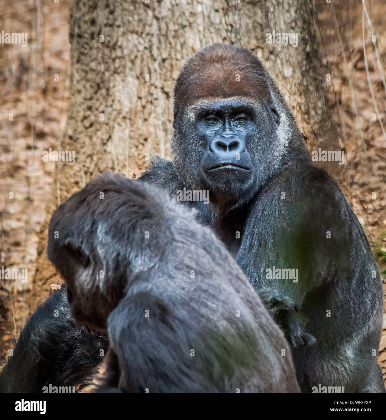 Zoo gorillas hi-res stock photography and images - Alamy