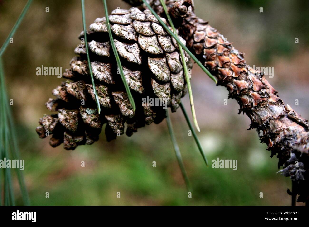 Cone tree hi-res stock photography and images - Alamy