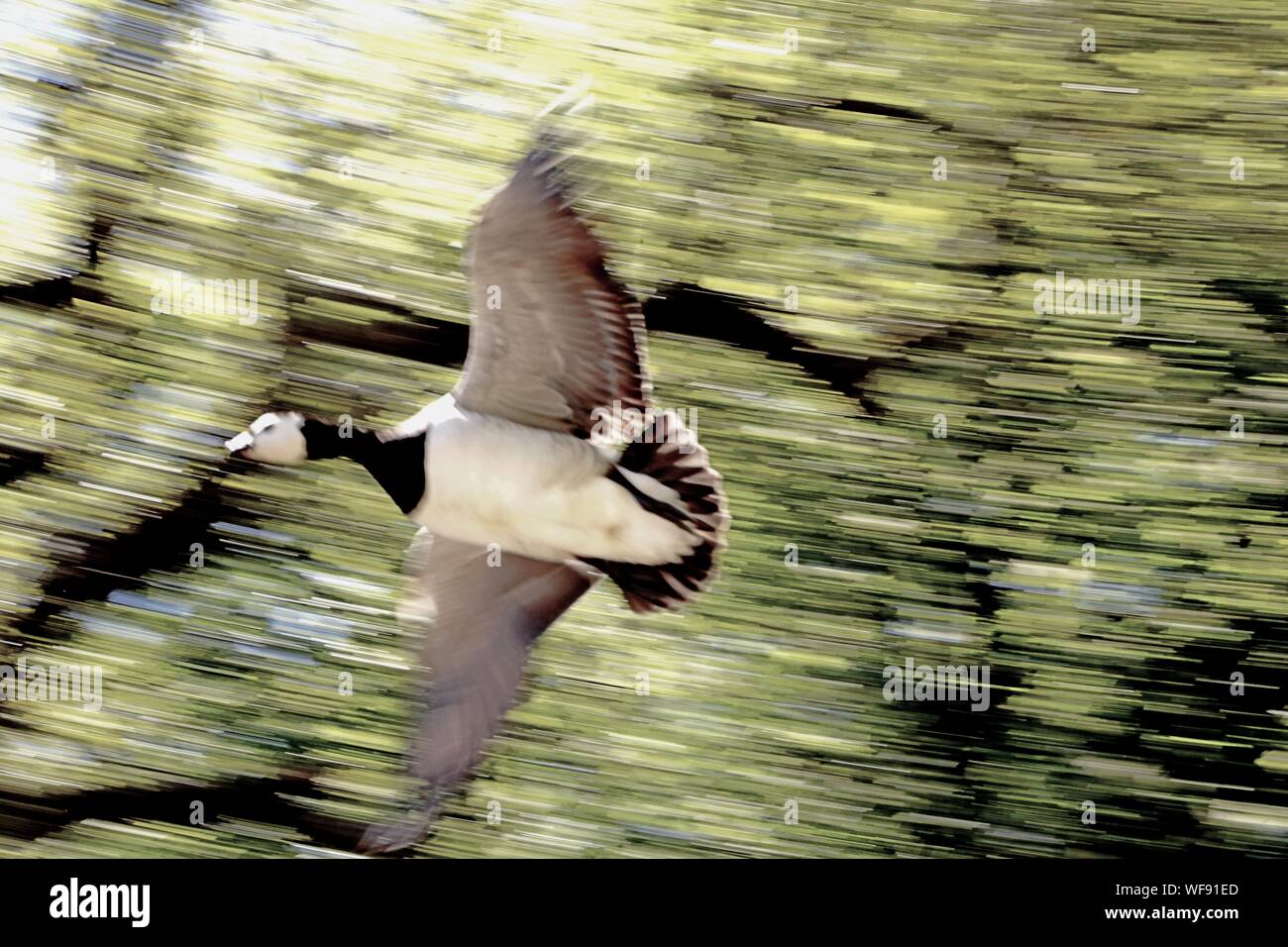 Blurred Motion Of Bird Flying Stock Photo - Alamy