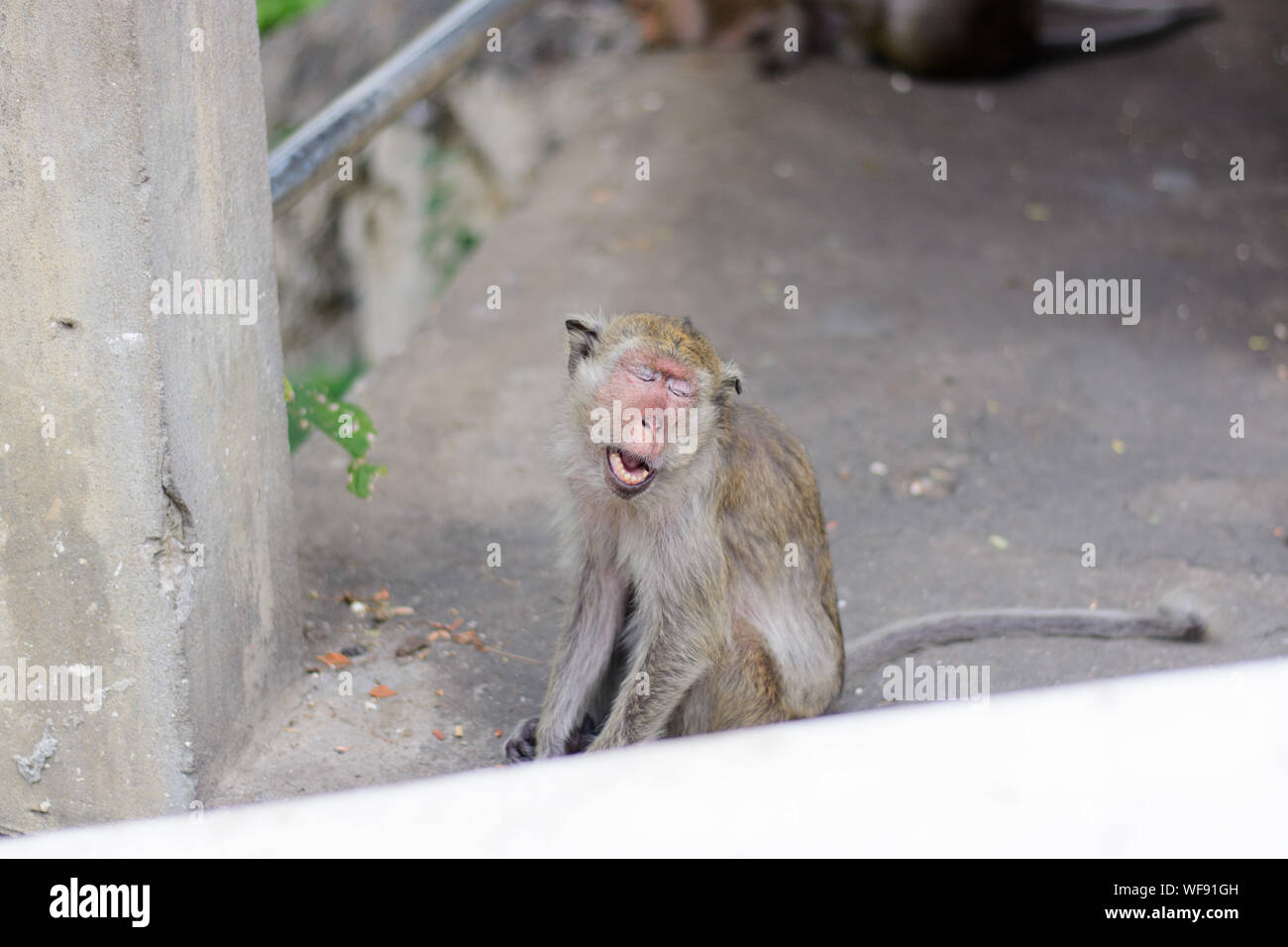Monkey yawning hi-res stock photography and images - Alamy