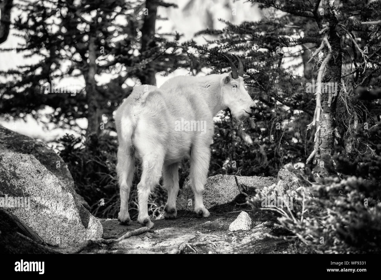 Mountain Goat By Trees Stock Photo - Alamy