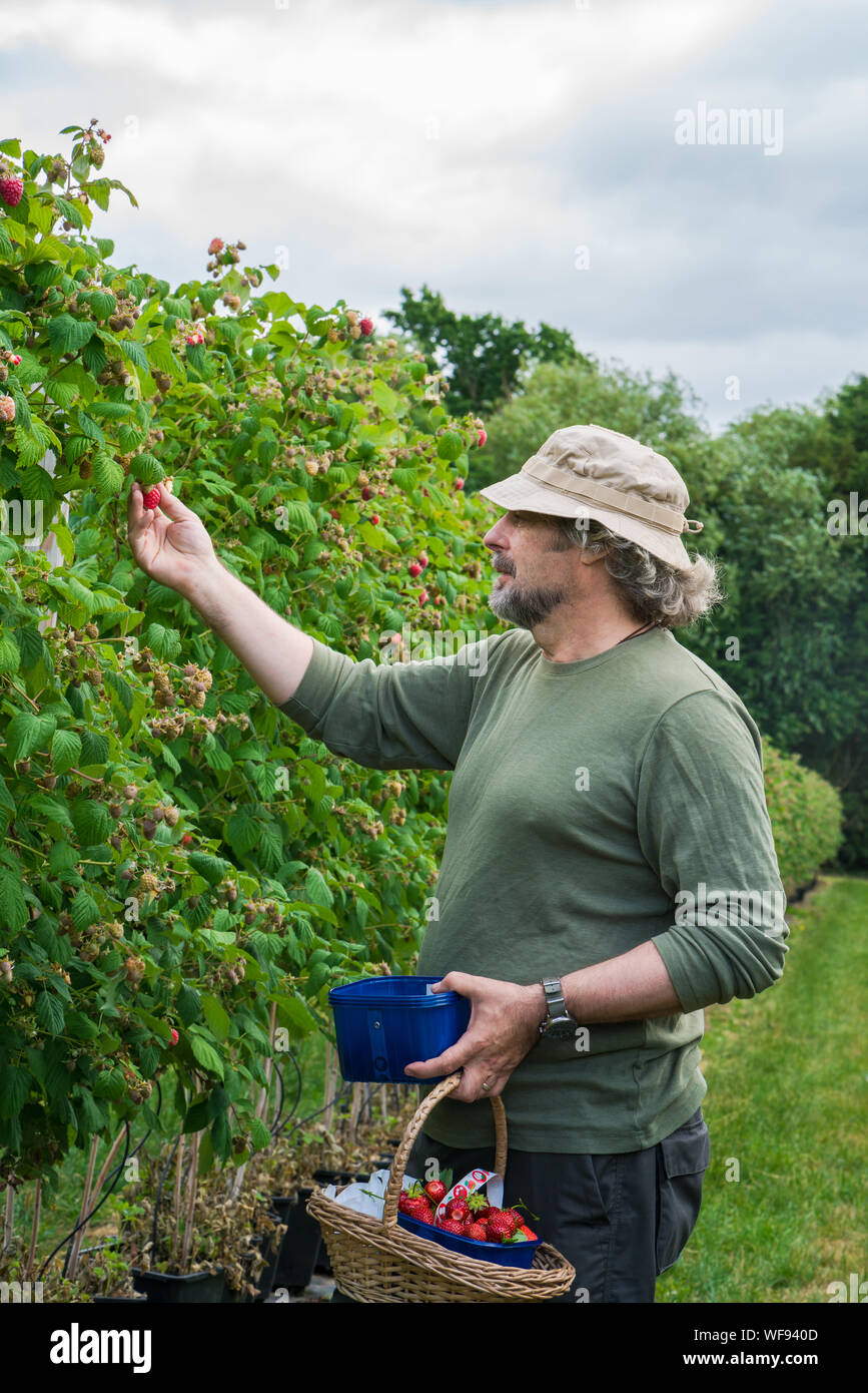 Raspberry farm picking hi-res stock photography and images - Alamy