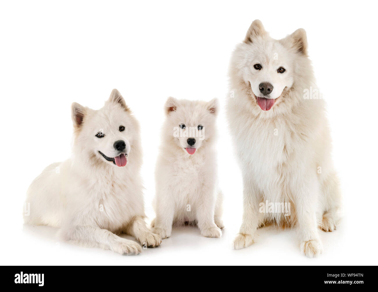 samoyed dogs in front of white background Stock Photo - Alamy
