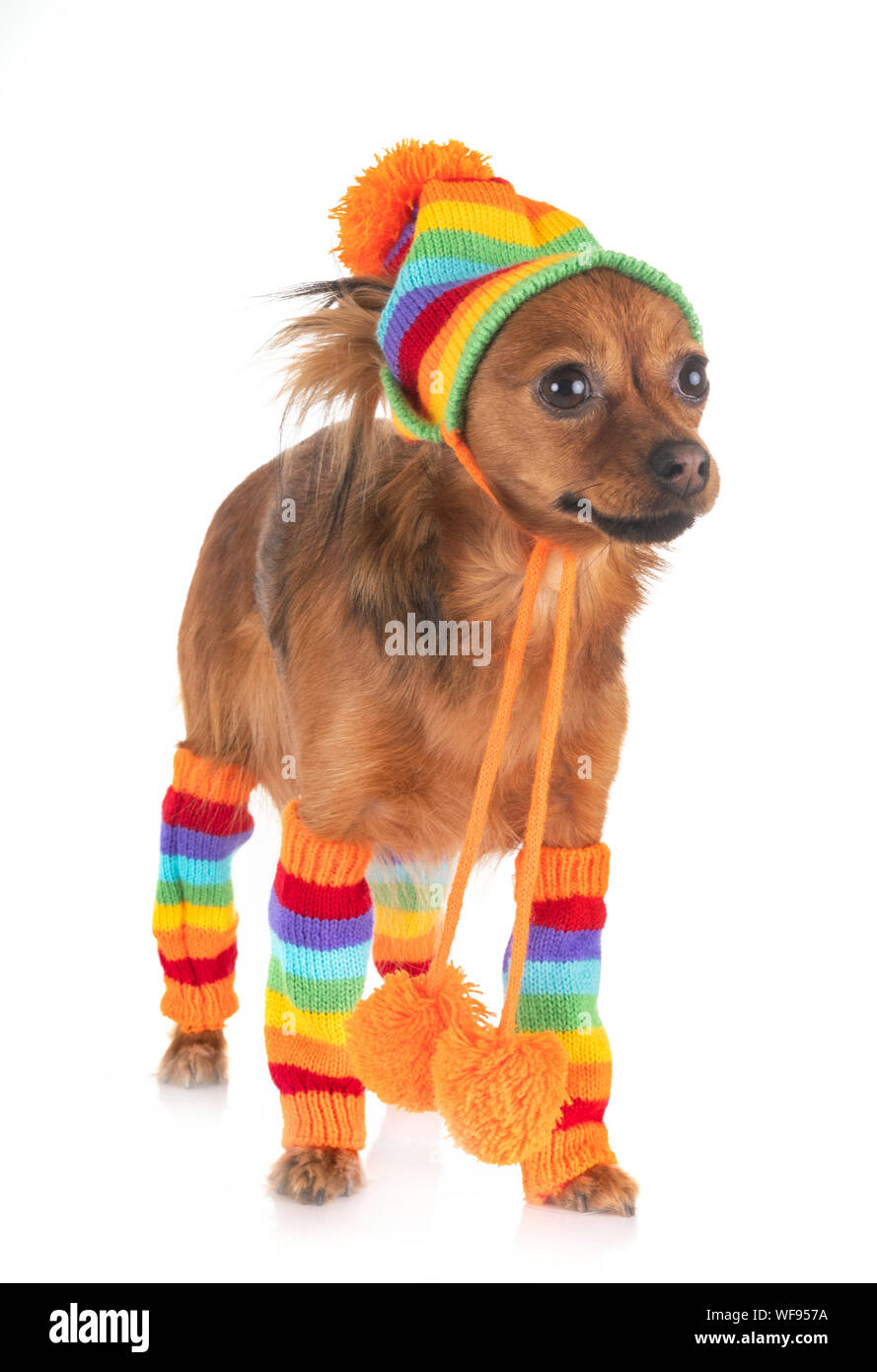 Russkiy Toy in front of white background Stock Photo - Alamy