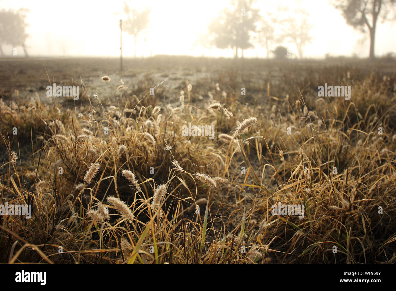 Misty grass in seed, on a drought effected farm in the Western Downs of ...