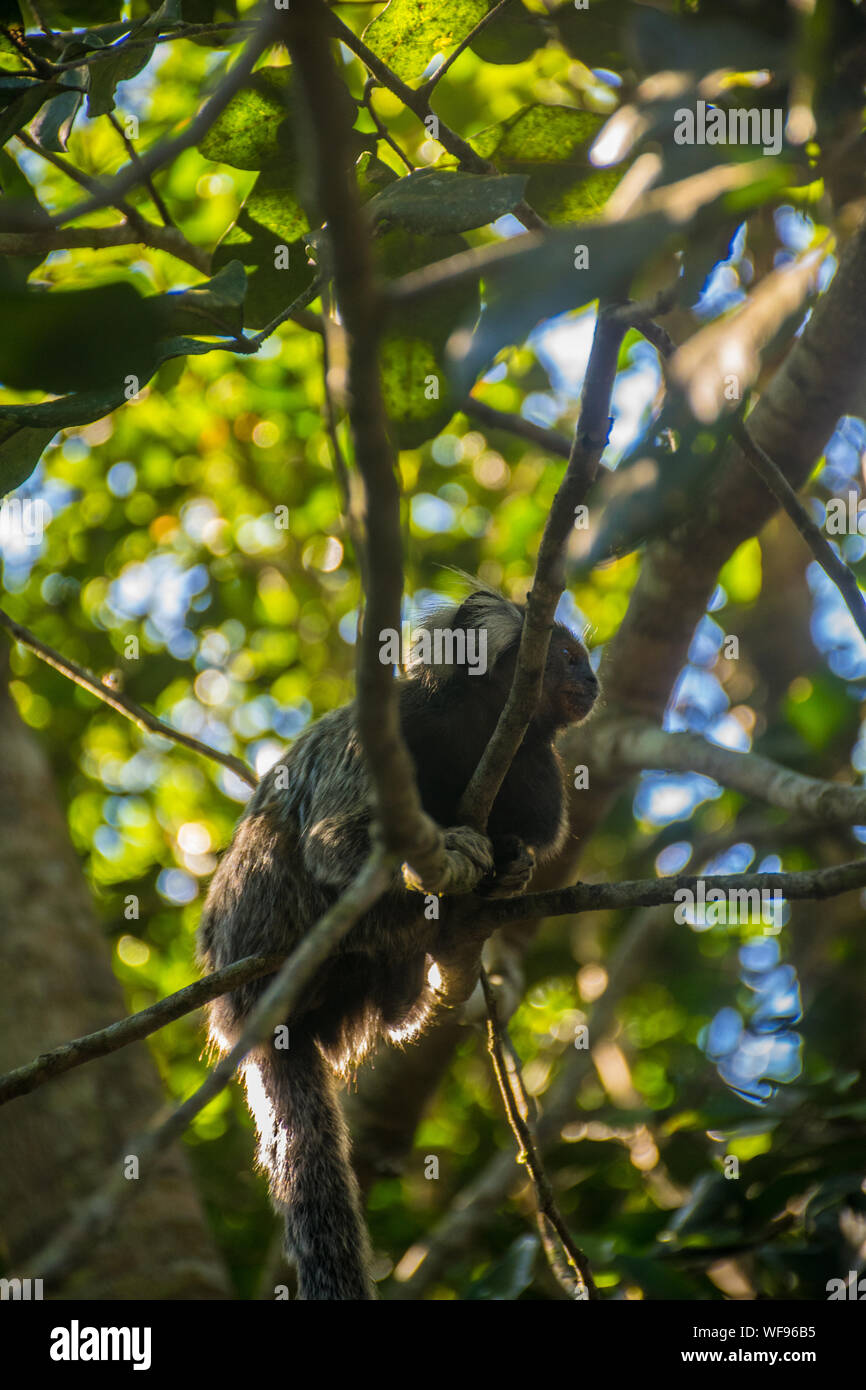 Upwards perspective of a small and adorable Callithrix Jacchus, the ...
