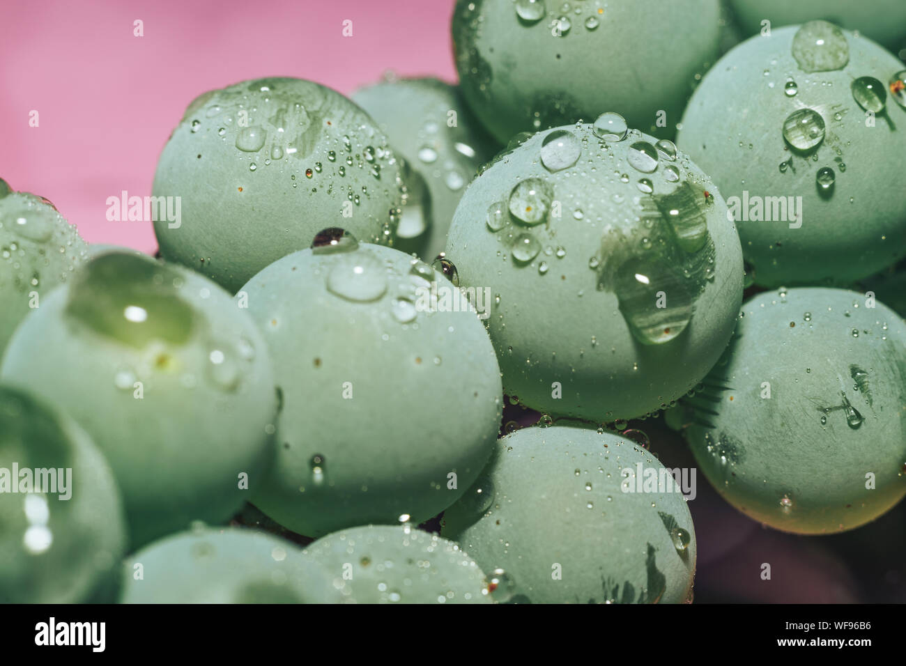 Close up beautiful fresh green vine grapes bunch background and pink ...
