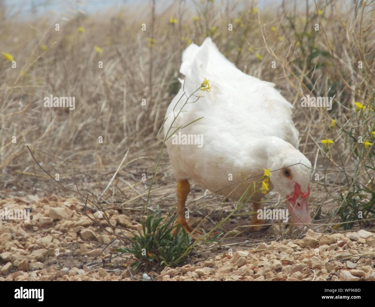 Pecking bird hi-res stock photography and images - Alamy