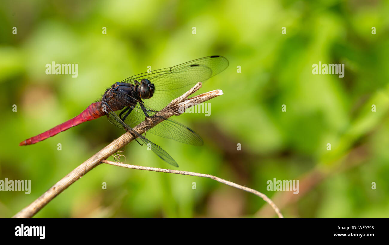 Spine-tufted Skimmer dragonfly perching on a perch with green blurred ...