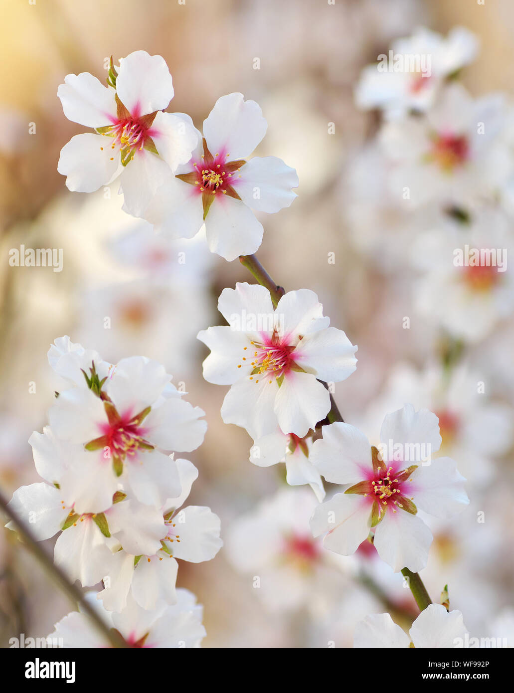 Spring flower on tree. Element of design Stock Photo - Alamy