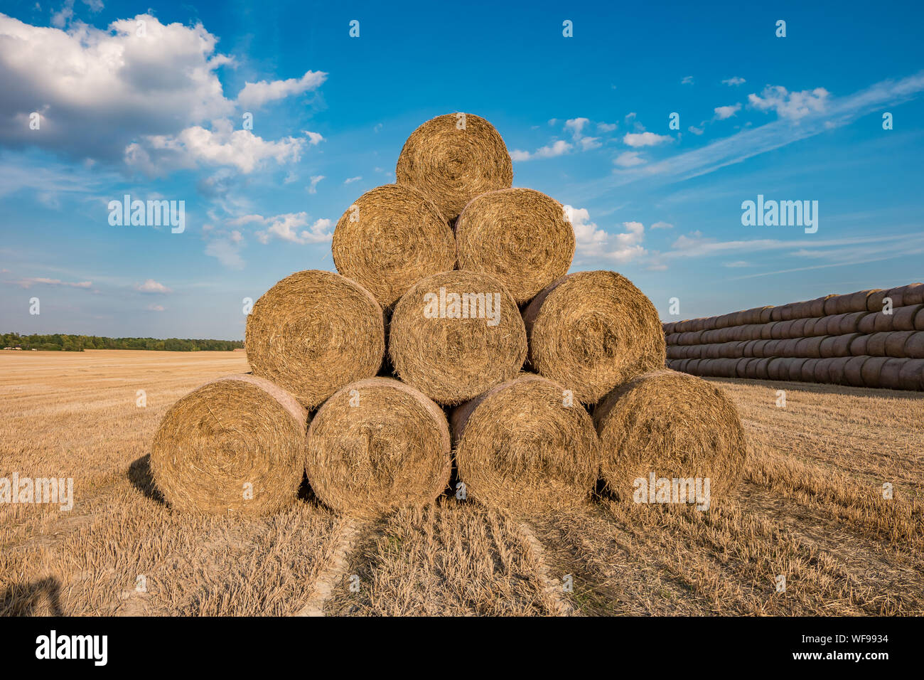 huge straw pile of Hay roll bales on among harvested field. cattle ...