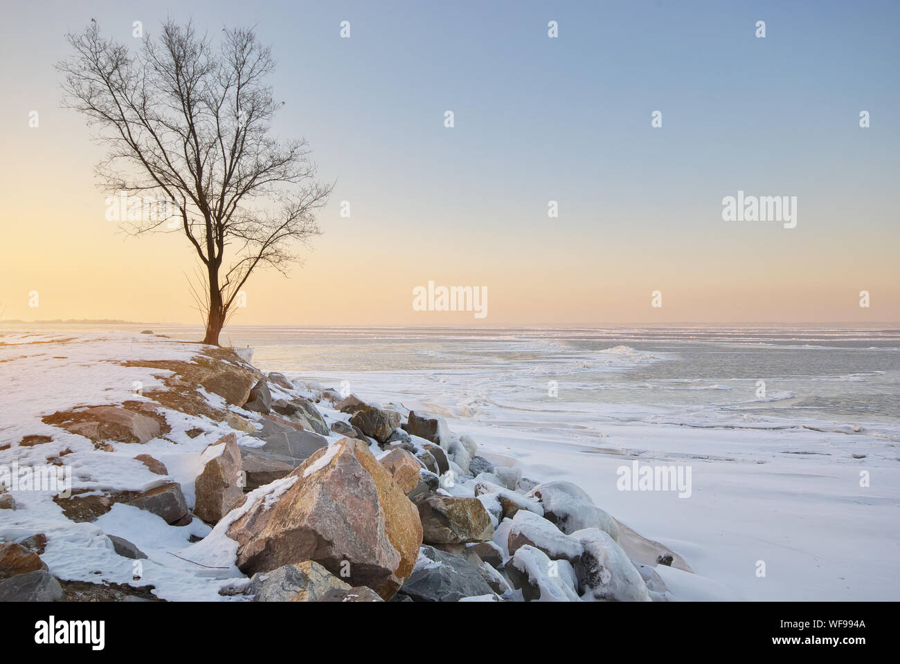 Tree and winter landscape. Composition of nature Stock Photo - Alamy