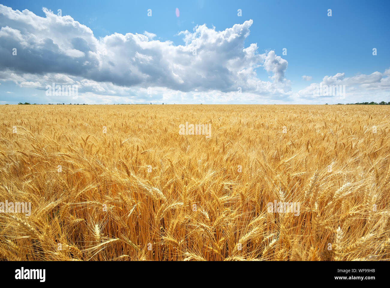 Meadow of wheat. Nature composition Stock Photo - Alamy