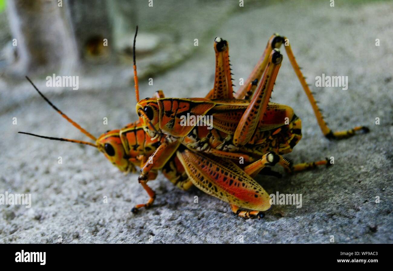 Locusts High Resolution Stock Photography and Images - Alamy