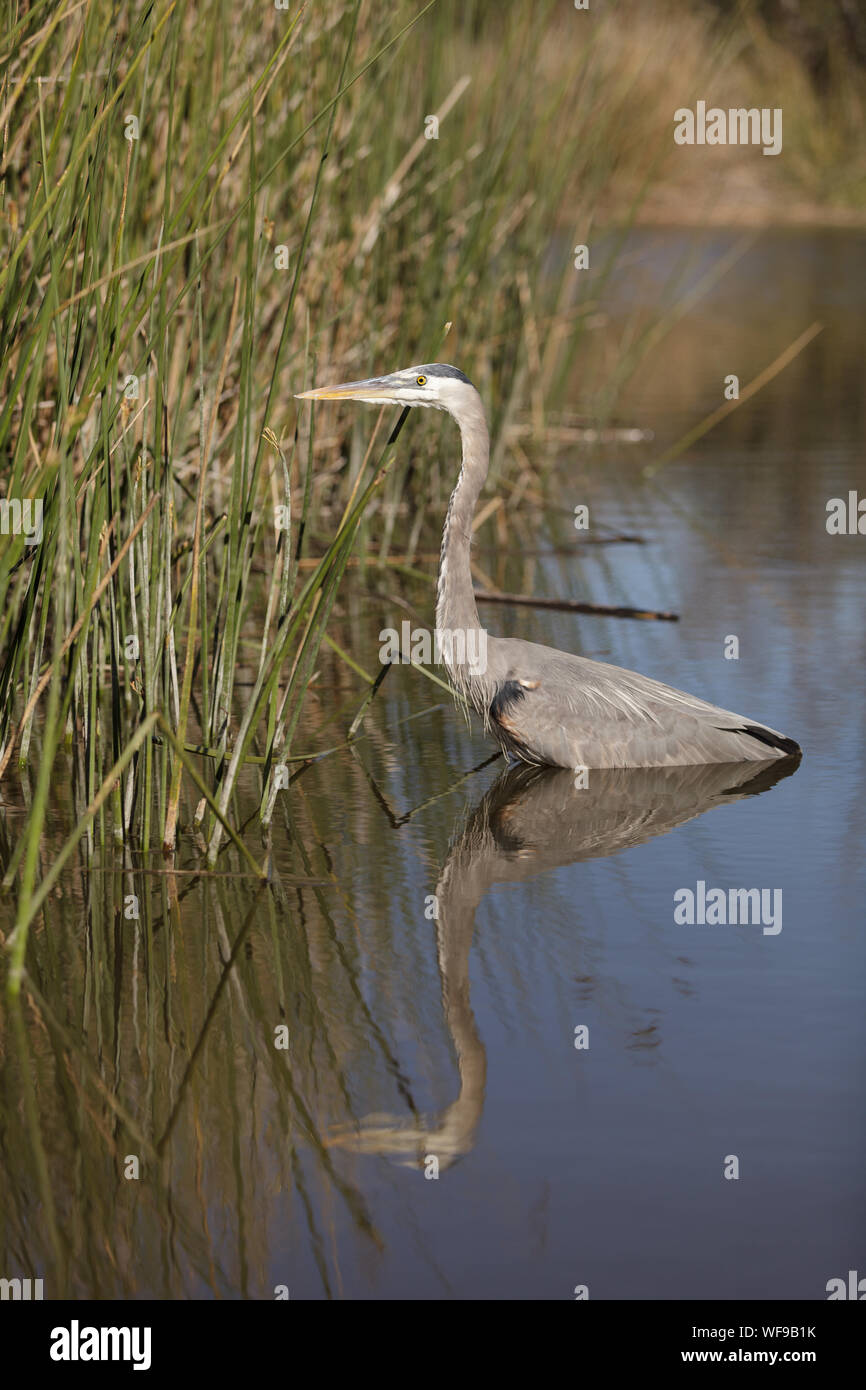 Bird reflection in water hi-res stock photography and images - Alamy