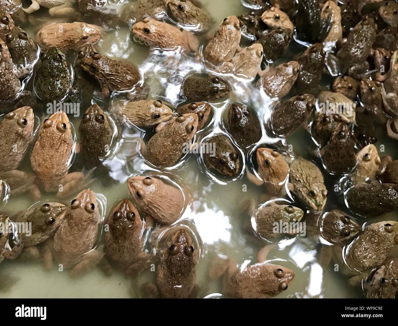 Bang frogs hi-res stock photography and images - Alamy