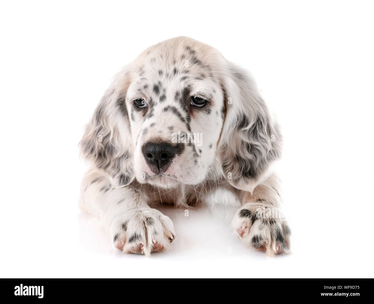 puppy english setter in front of white background Stock Photo - Alamy