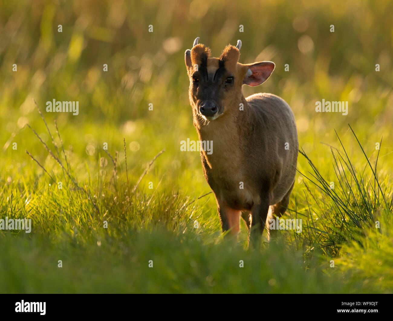 Sunshine wildlife hi-res stock photography and images - Alamy