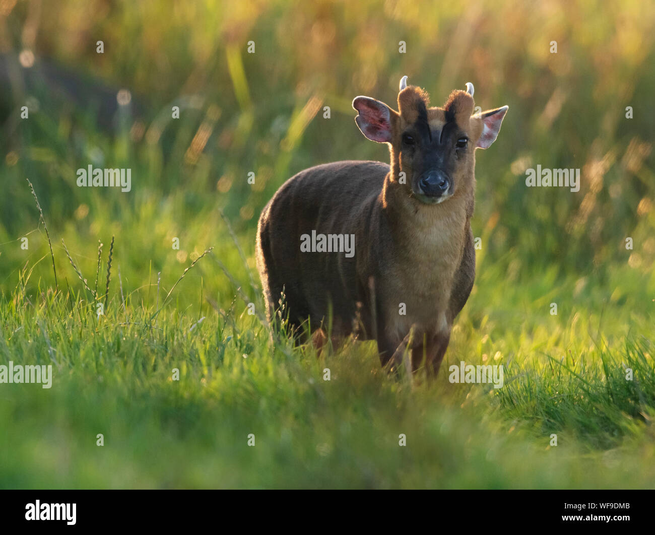 A Muntjac buck (muntiacus) stands in golden evening sunshine, suffolk ...