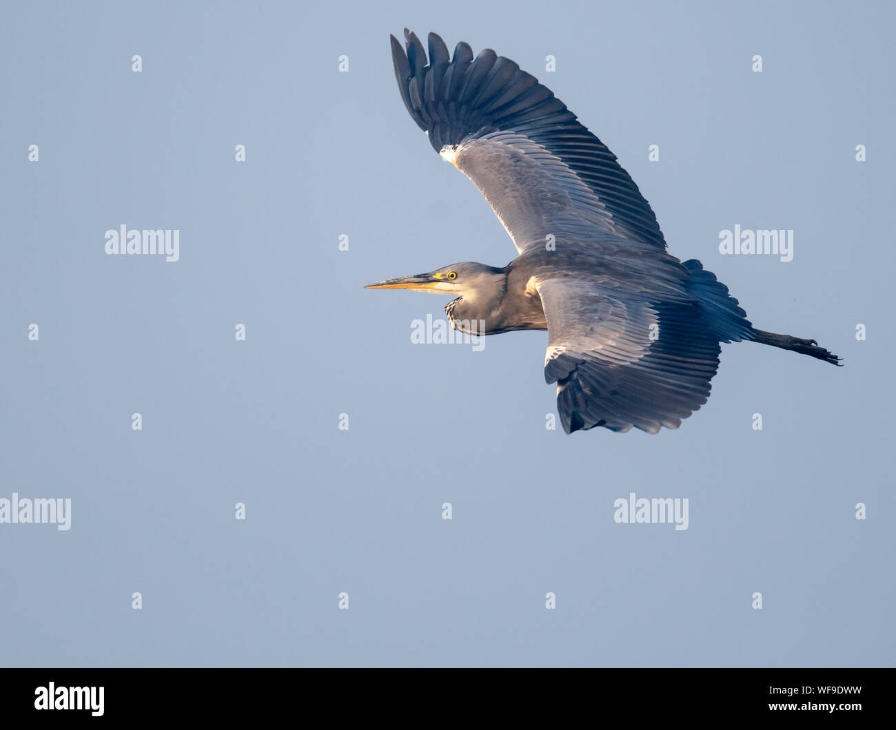 Grey heron flying uk hi-res stock photography and images - Alamy