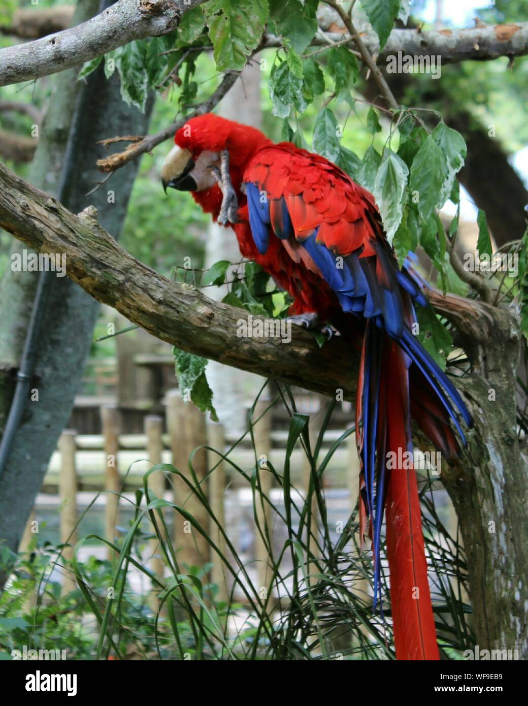 Scarlet macaw in tree hi-res stock photography and images - Alamy