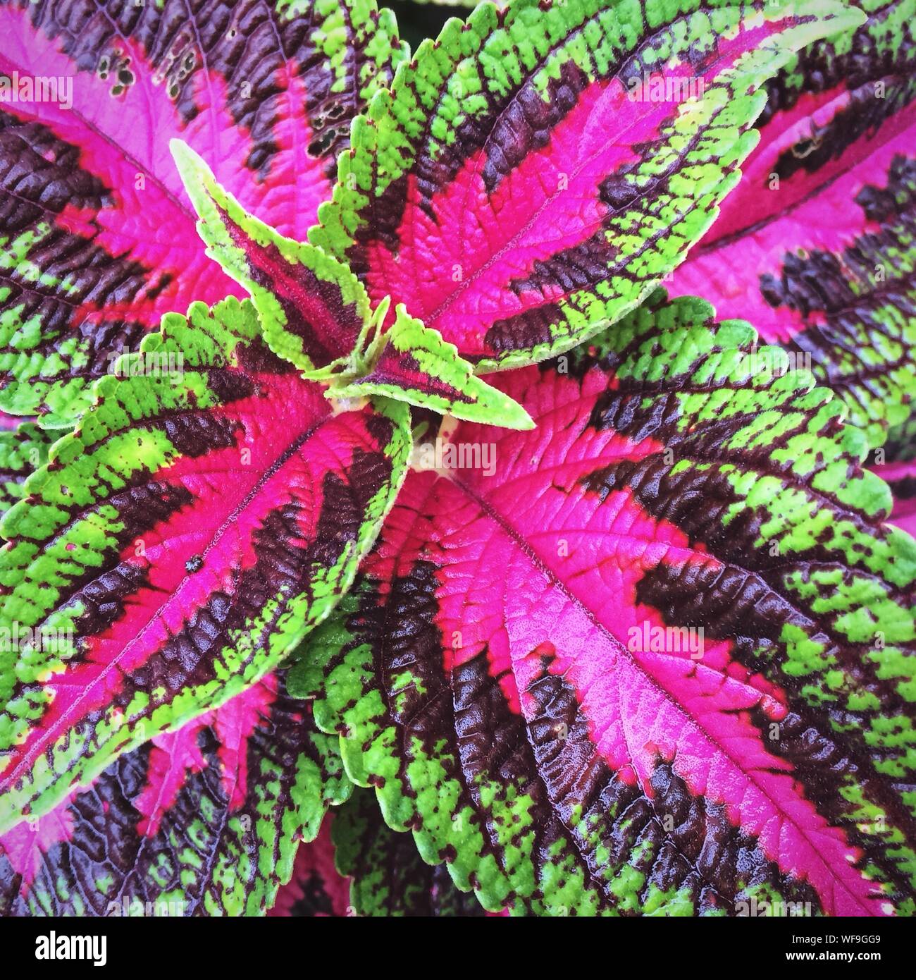 Pink coleus hi-res stock photography and images - Alamy