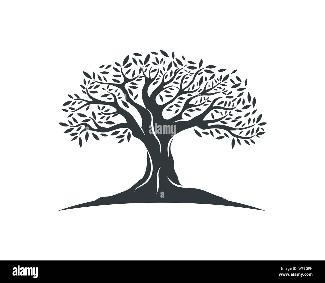 Olive Tree Vector