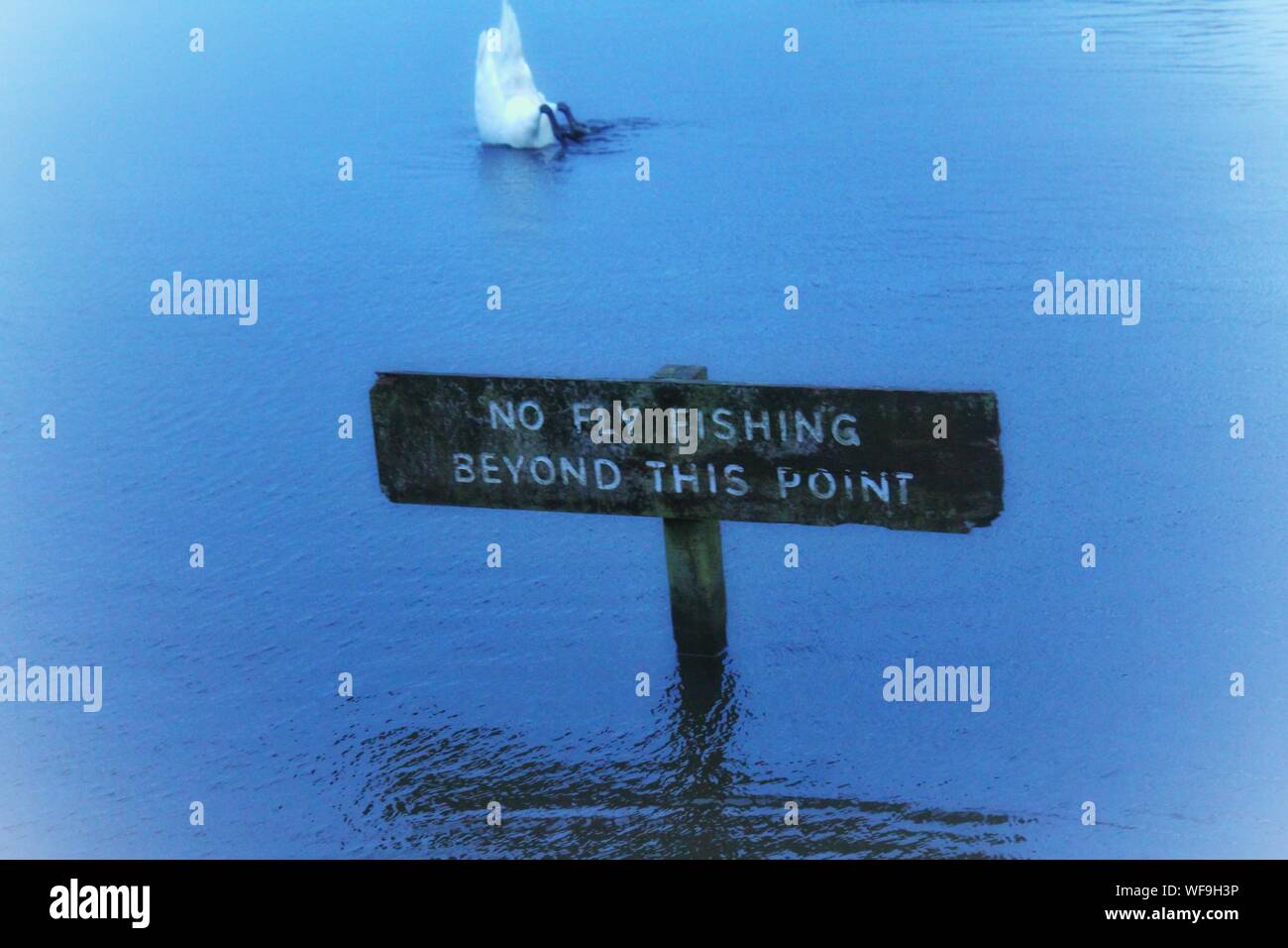 Warning swan hi-res stock photography and images - Alamy