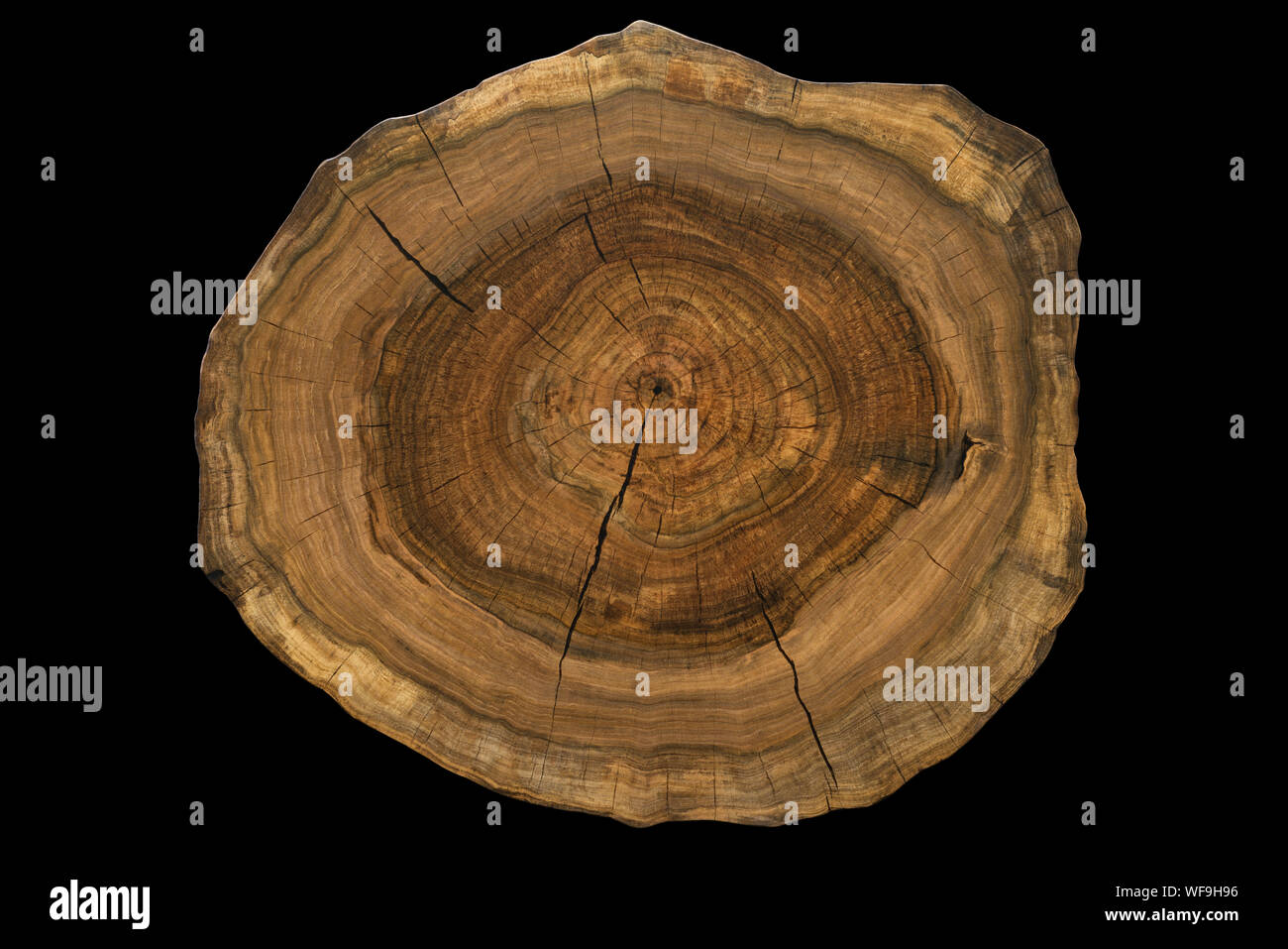 Black Walnut Cross Section Diagrammatic Anatomy Of Walnut Fruit. (A)