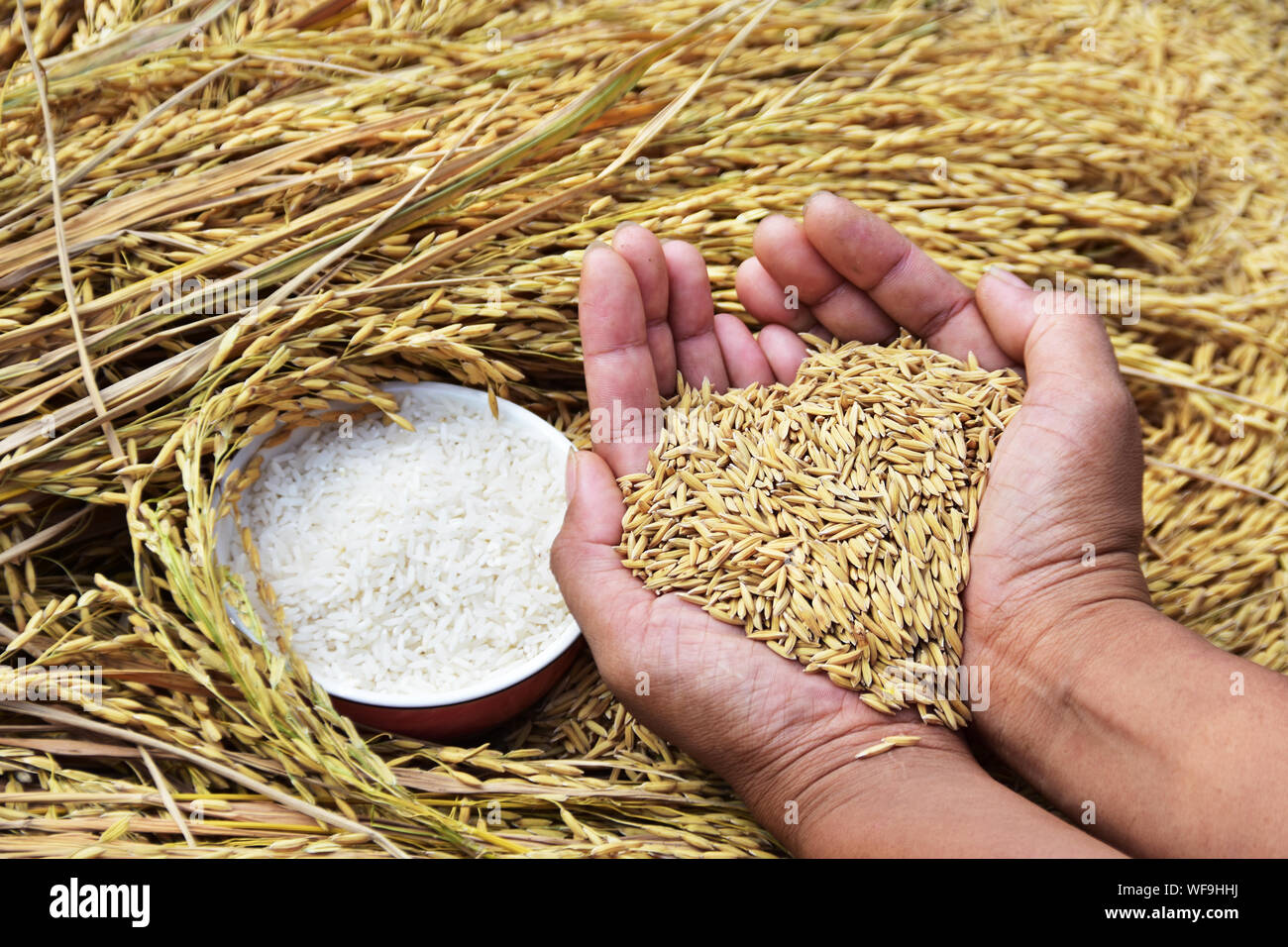 Human hand,wheat grains hi-res stock photography and images - Alamy