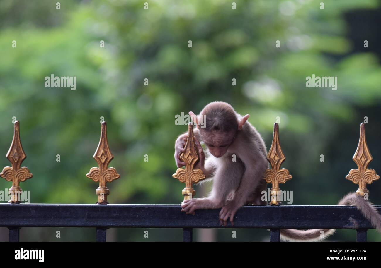 The monkey gate hi-res stock photography and images - Alamy